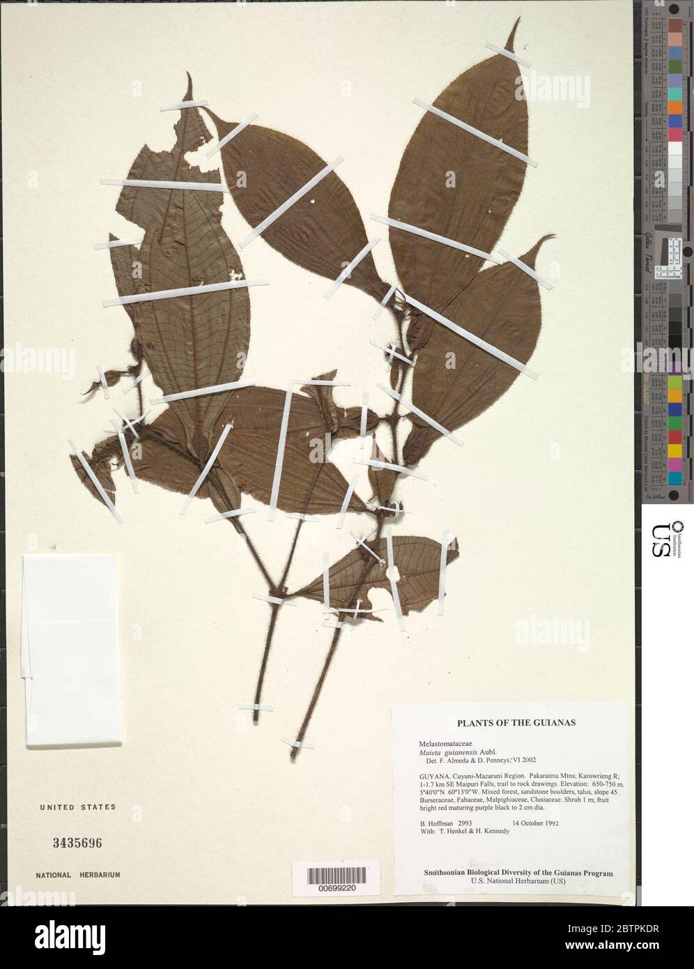 Maieta hi-res stock photography and images - Alamy