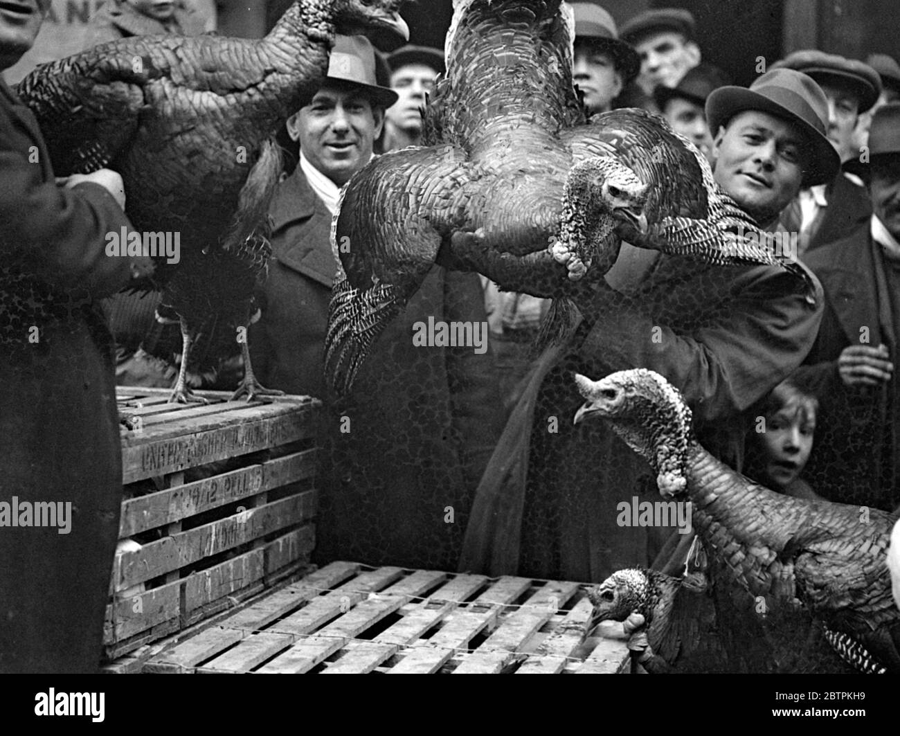 Turkeys showing off hi-res stock photography and images - Alamy