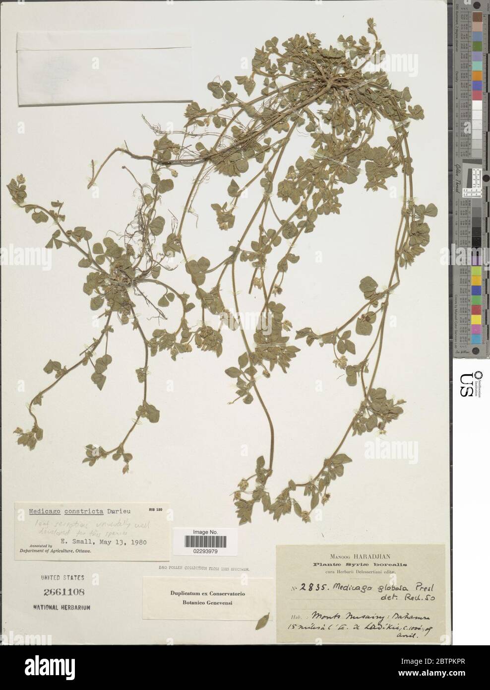 Medicago constricta Durieu Stock Photo - Alamy