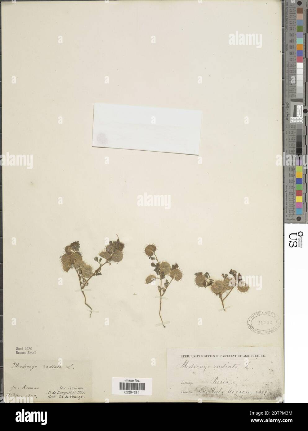 Medicago radiata hi-res stock photography and images - Alamy