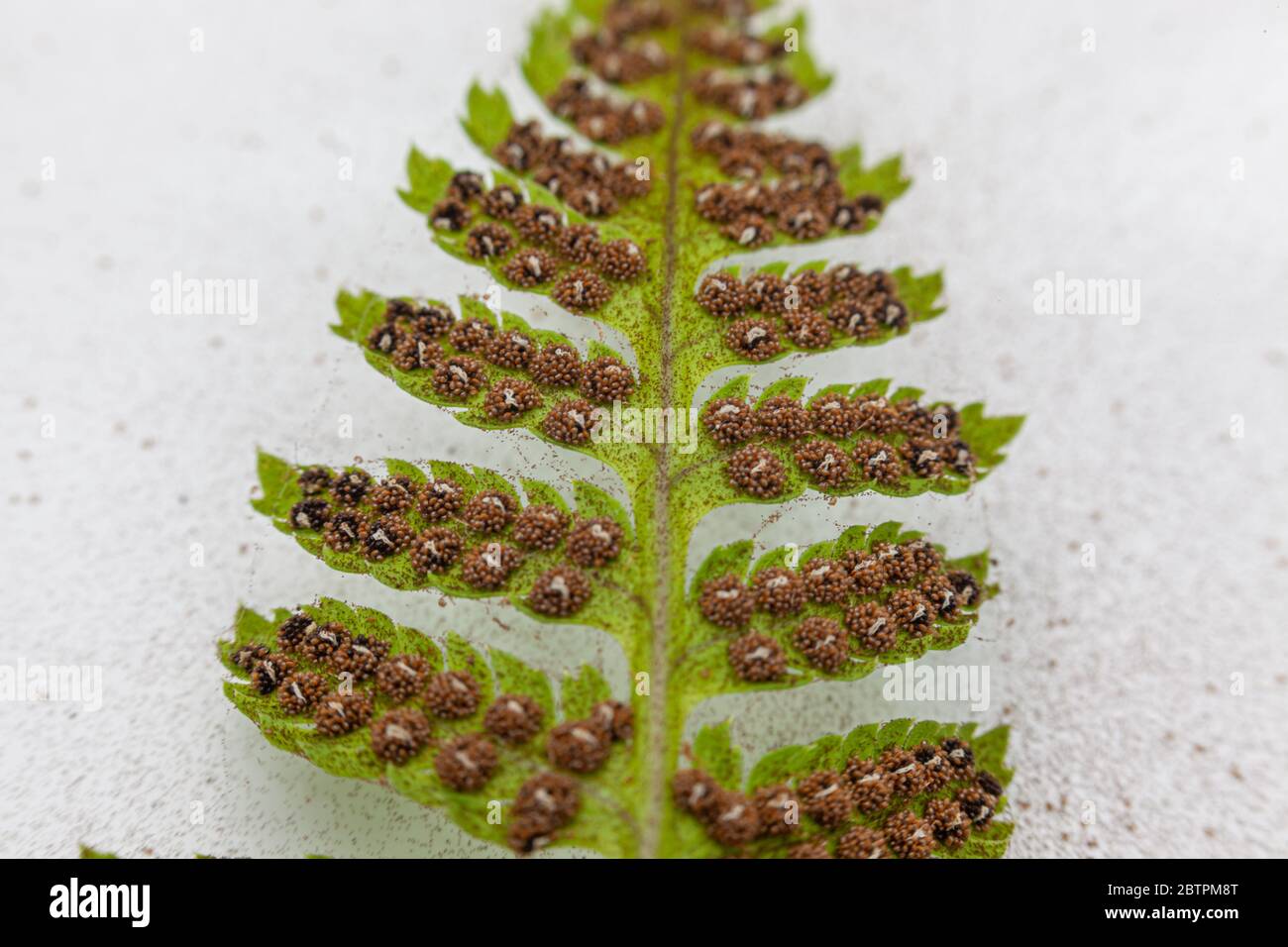 Fern spores hi-res stock photography and images - Alamy