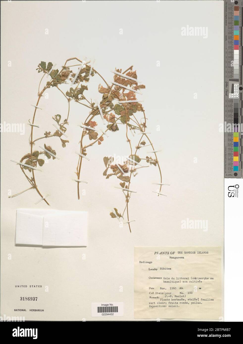 Medicago sp hi-res stock photography and images - Alamy