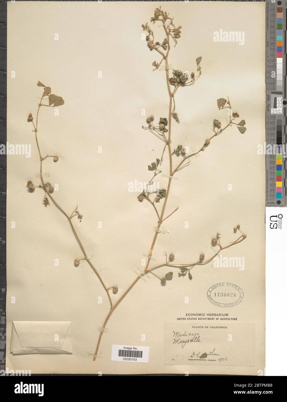 Medicago sp hi-res stock photography and images - Alamy