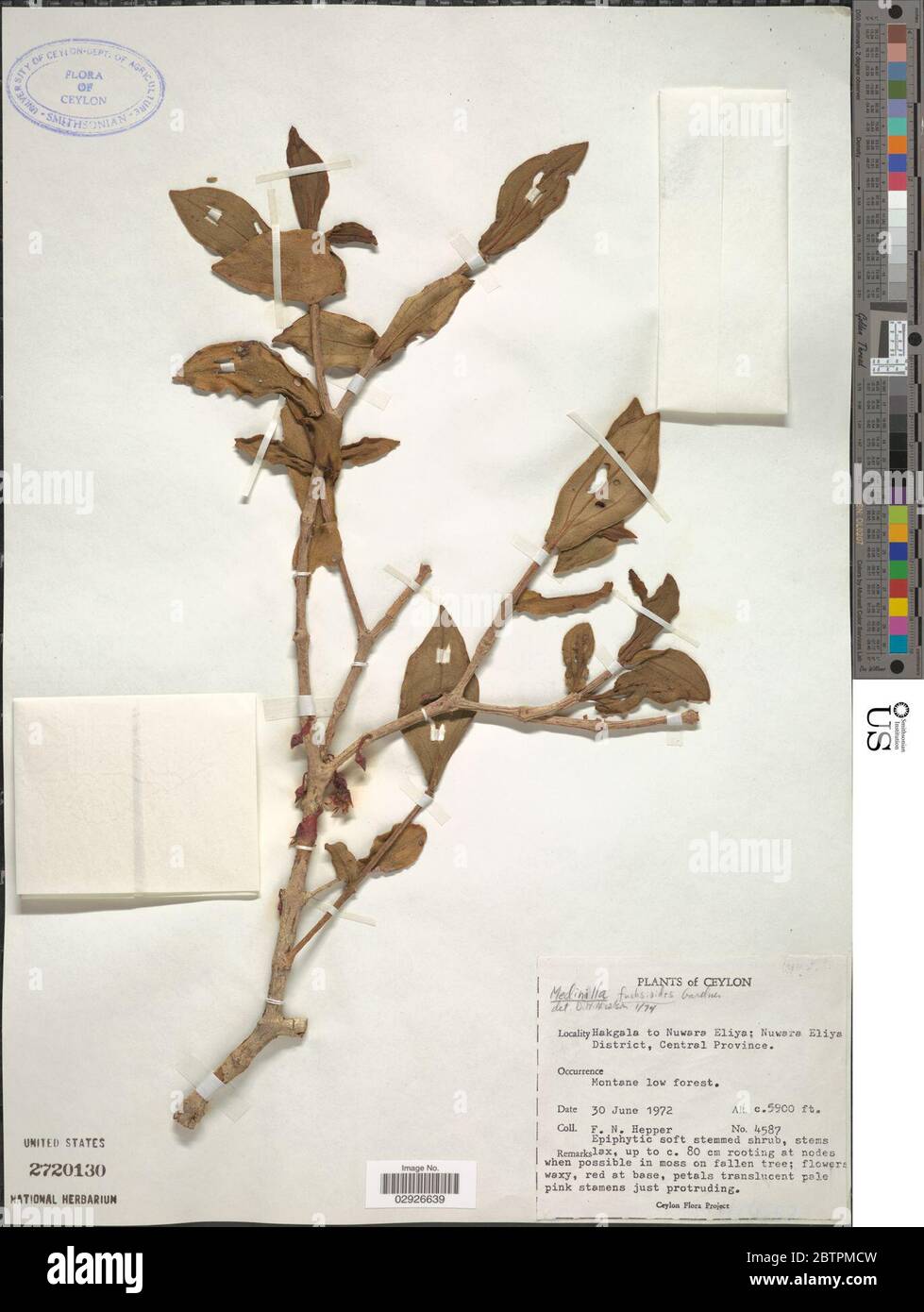 Fuchsioides hi-res stock photography and images - Alamy