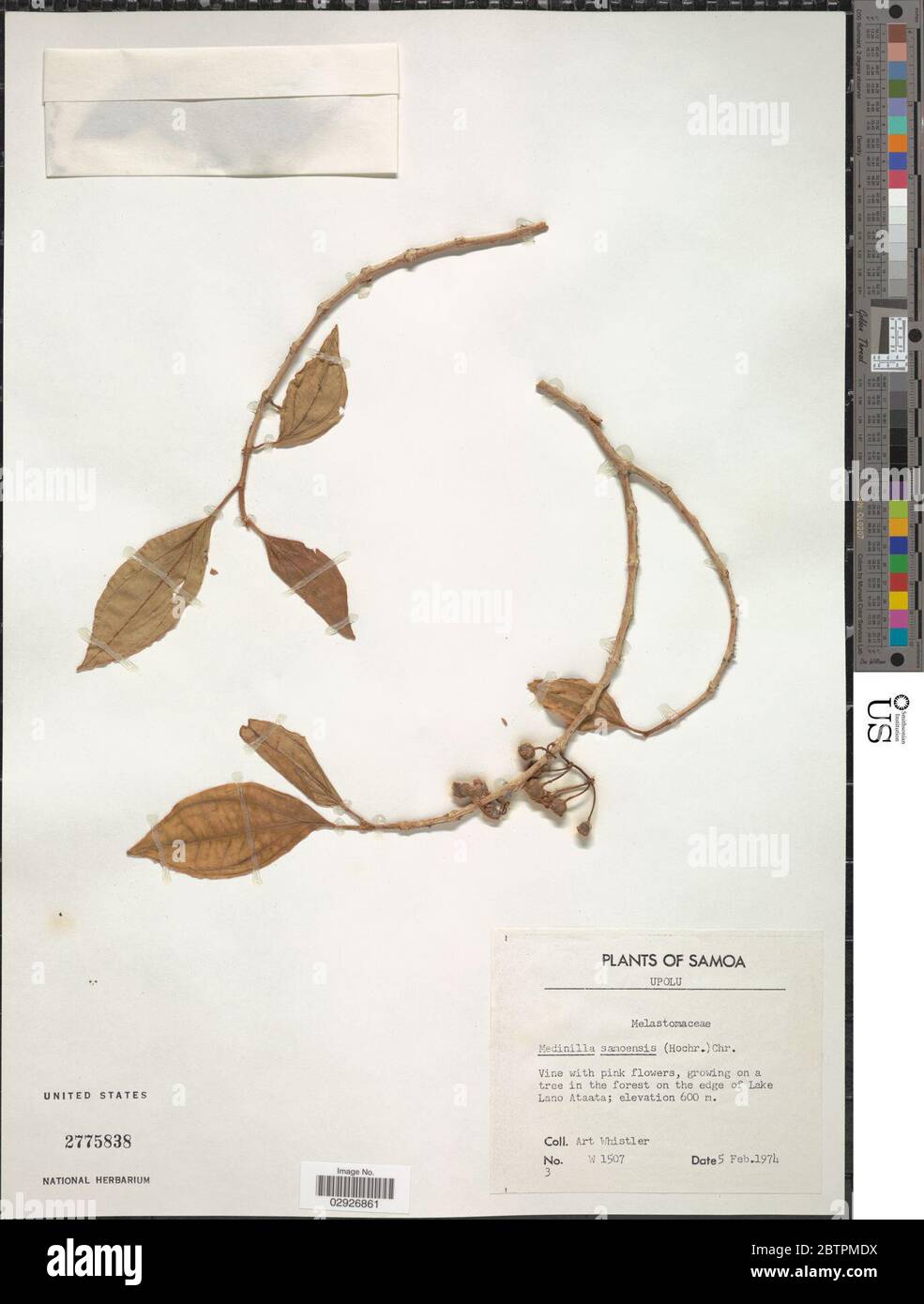 Samoensis hi-res stock photography and images - Alamy