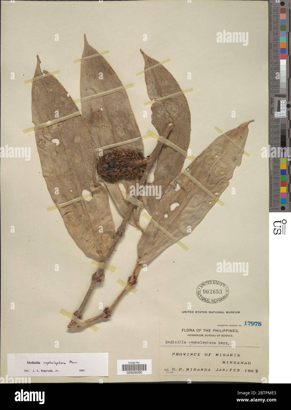 Cephalophora hi-res stock photography and images - Alamy