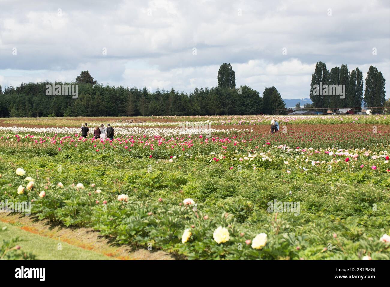 Peony field adelman peony garden hi-res stock photography and images ...