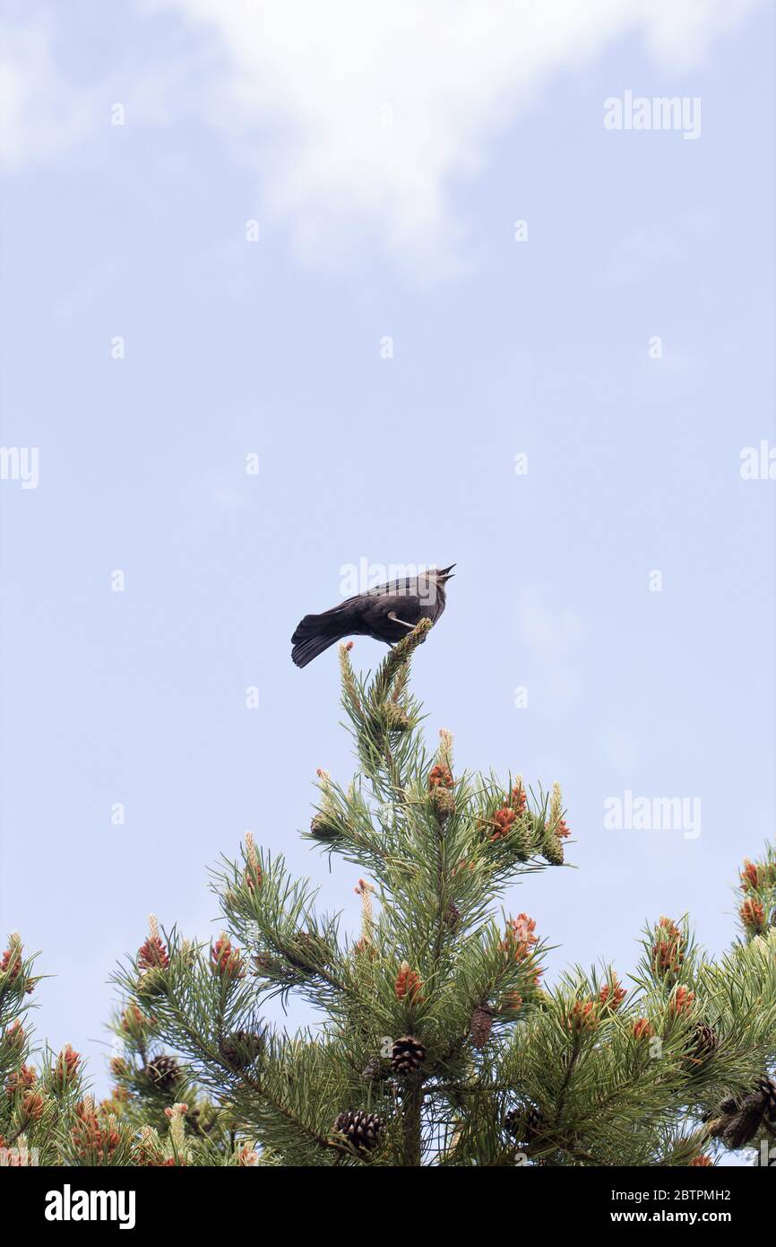 Bird in top tree hi-res stock photography and images - Alamy