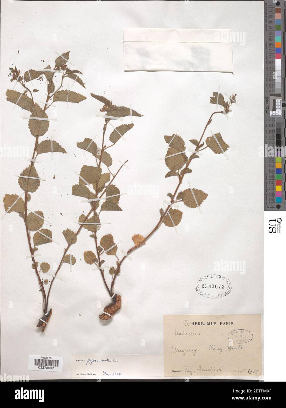 Pyramidata hi-res stock photography and images - Alamy