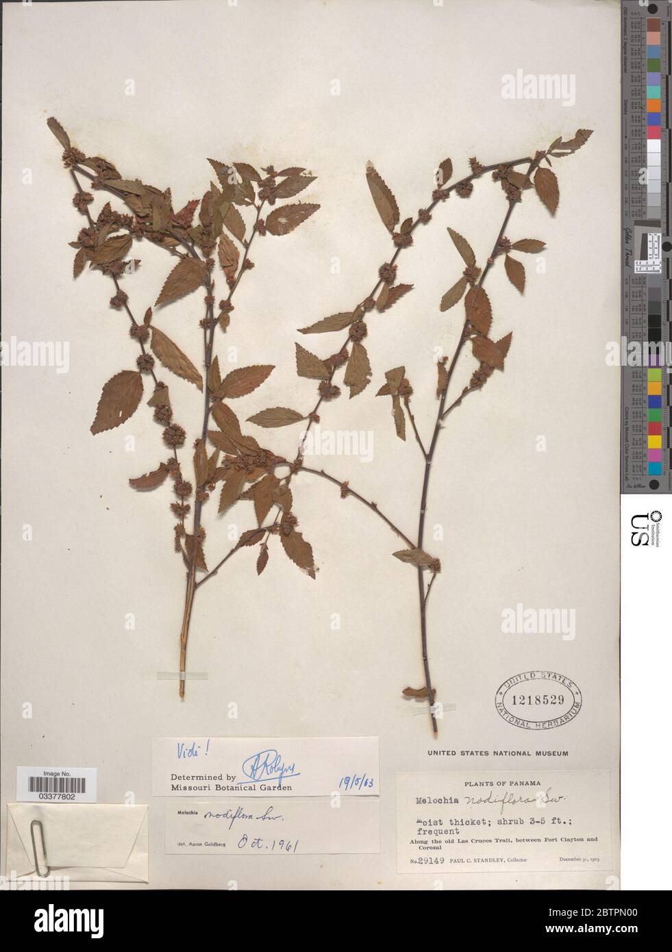 Melochia Nodiflora Sw Stock Photo Alamy