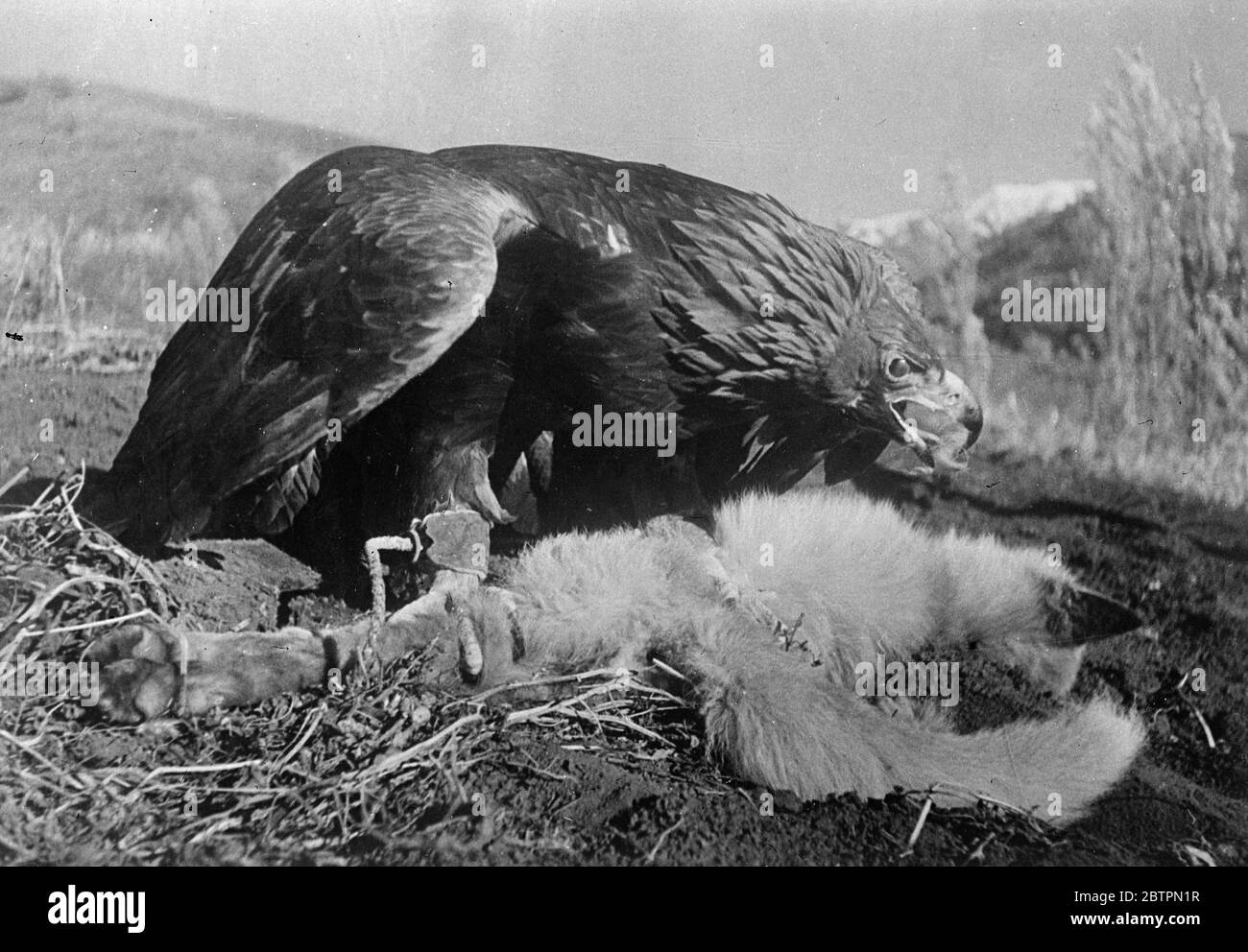 Nature without mercy . A Golden Eagle and his prey . In the mountainous ...