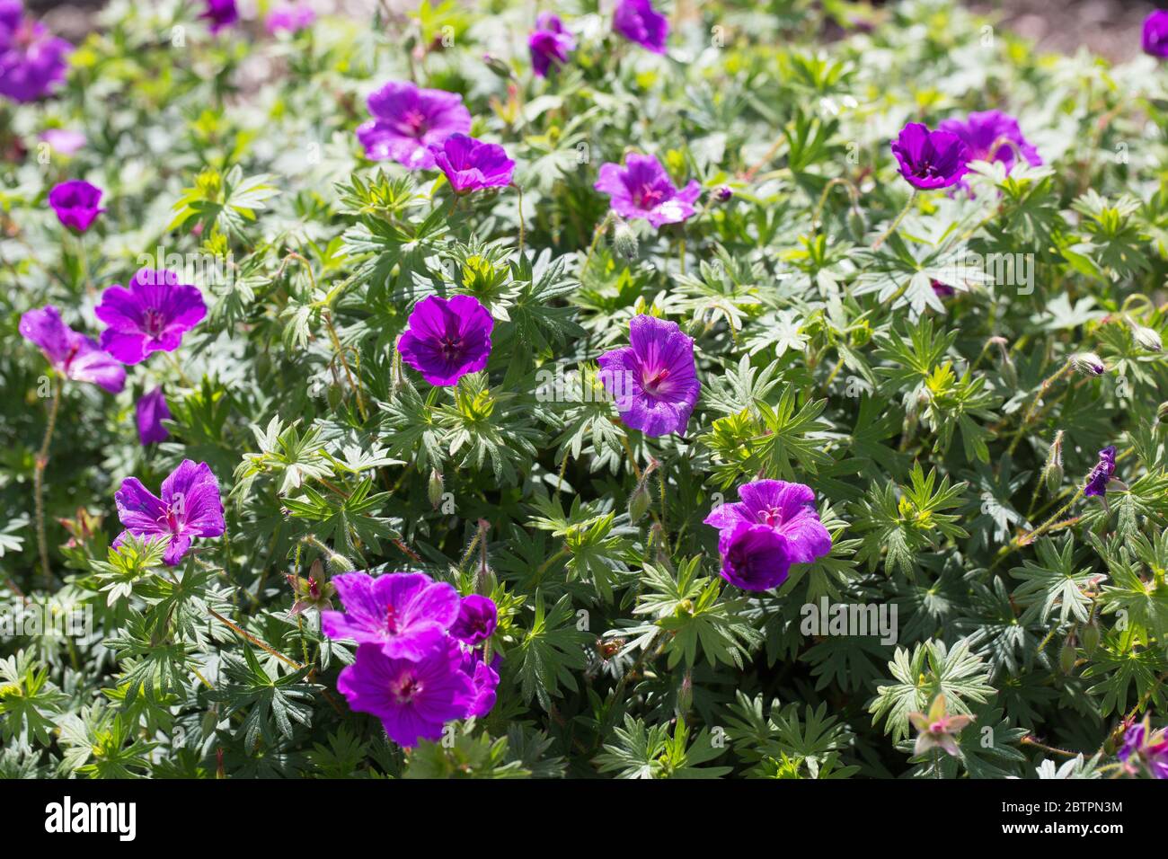Monster flower hi-res stock photography and images - Alamy