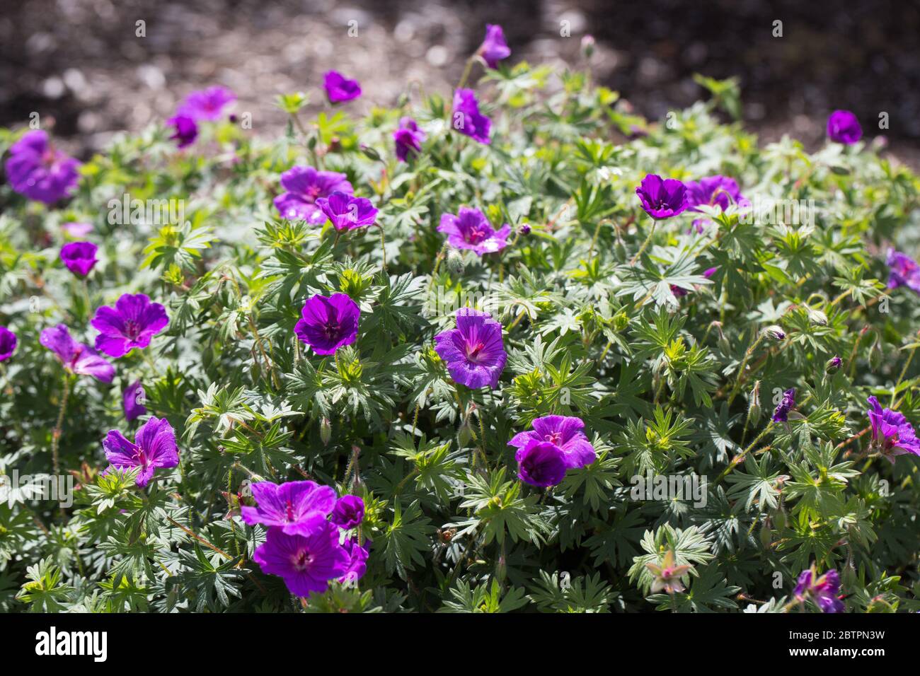 Monster flower hi-res stock photography and images - Alamy