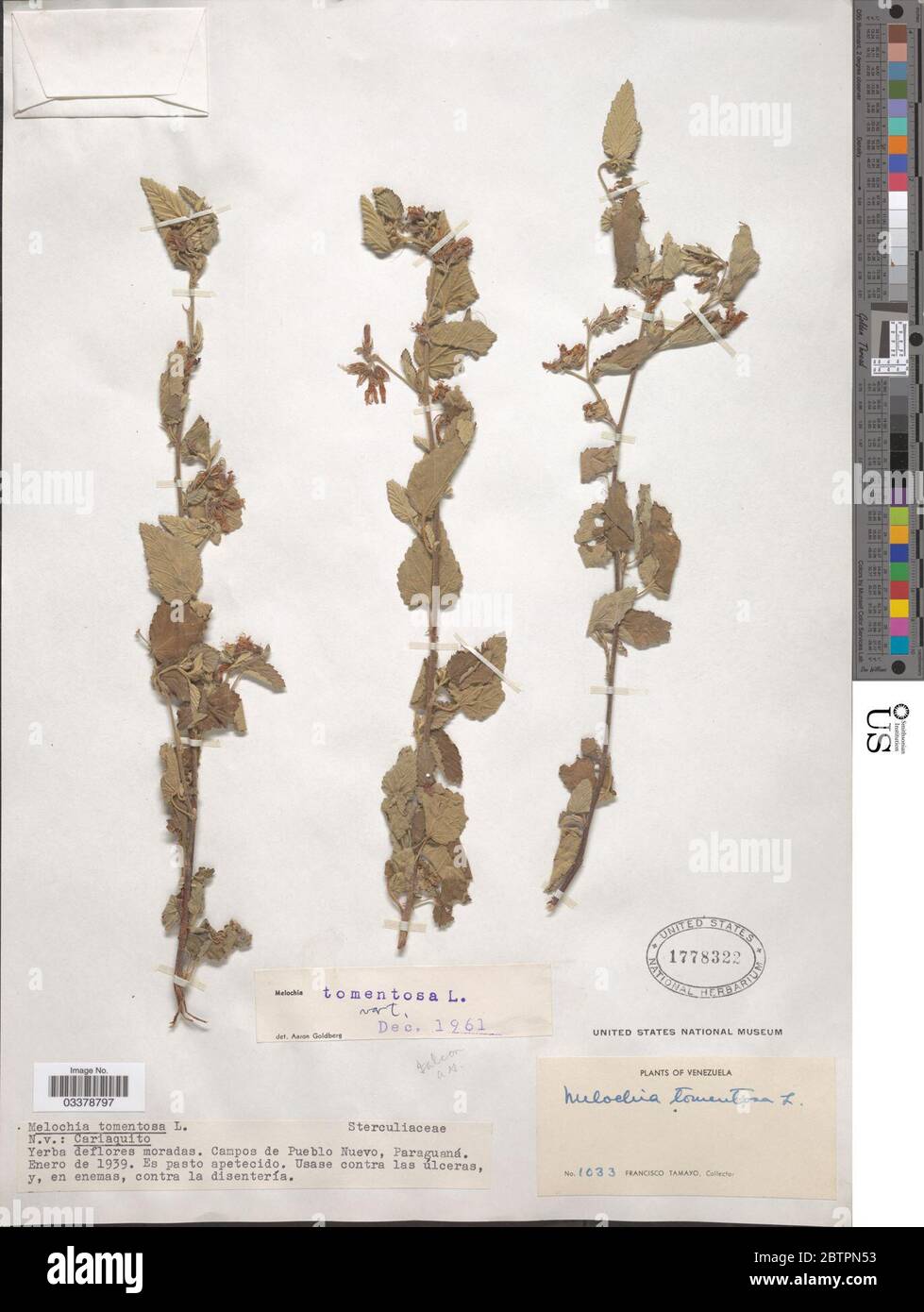 Melochia tomentosa L Stock Photo - Alamy