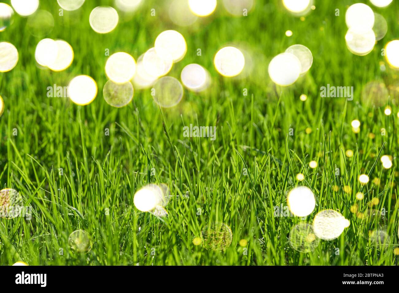 Green grass at backyard. Outside nature beauty. Spring background Stock ...