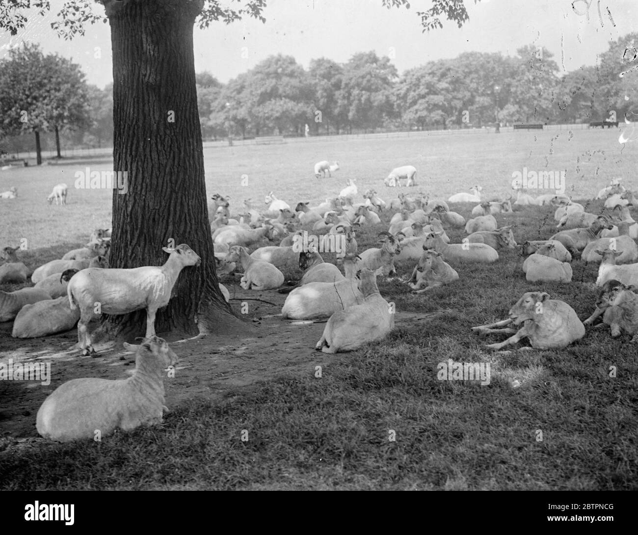 Sheep beneath a tree hi-res stock photography and images - Alamy