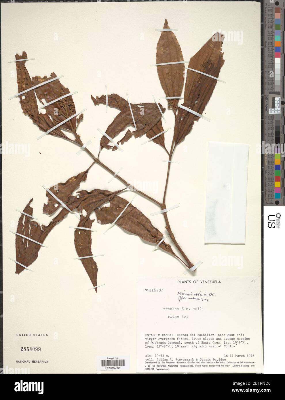 Miconia affinis DC Stock Photo - Alamy