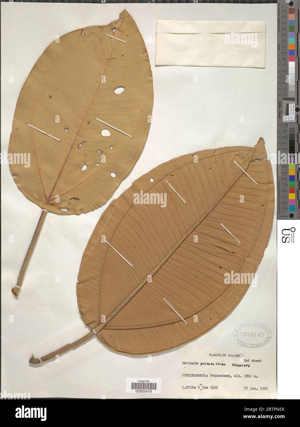 L Peltata High Resolution Stock Photography and Images - Alamy
