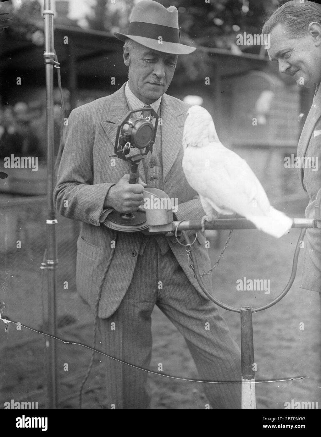 Cockatoo needed coaxing. Zoo broadcast. Under the persuasion of 'Uncle ...