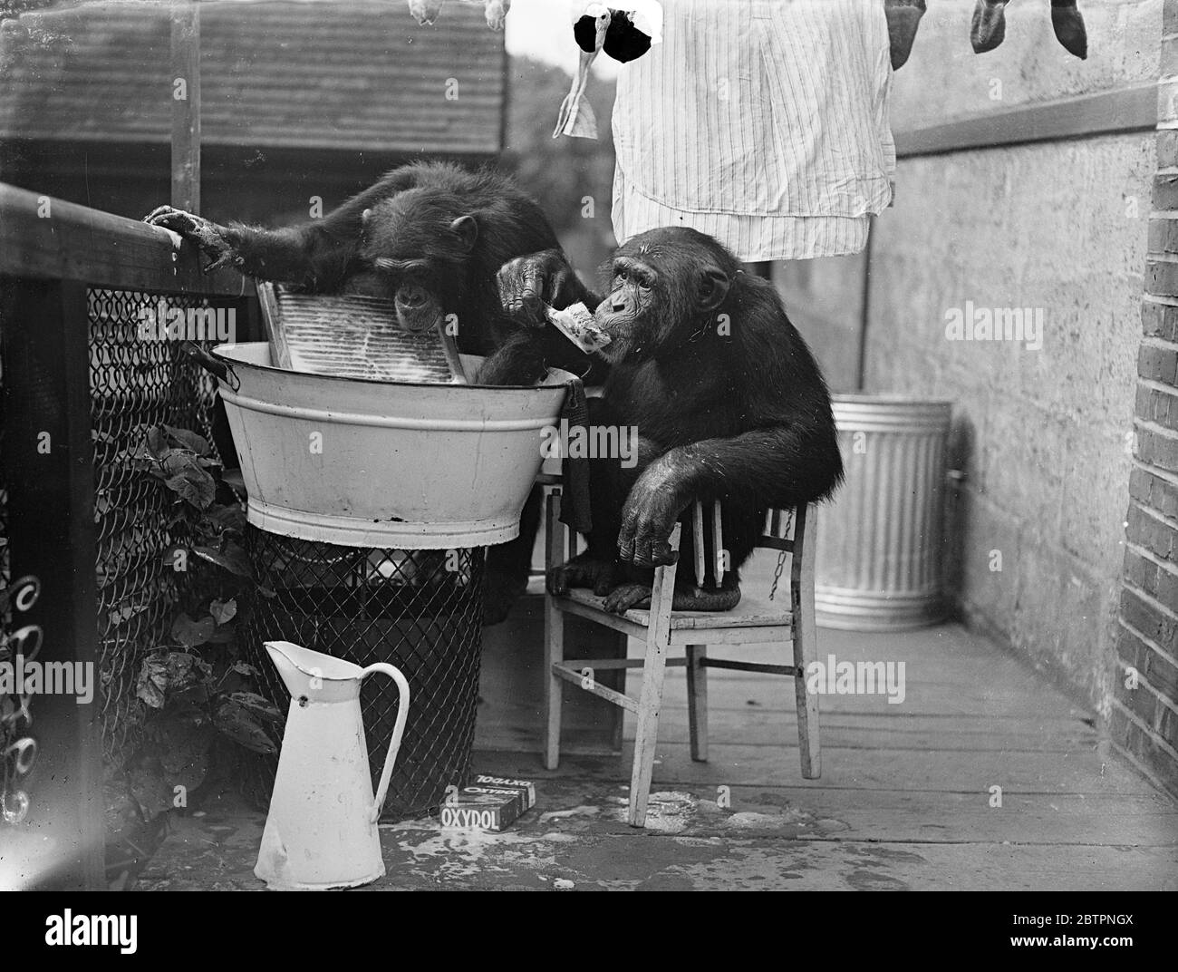 The chimps washing though!. Peter hangs out the clothes. When Peter and ...