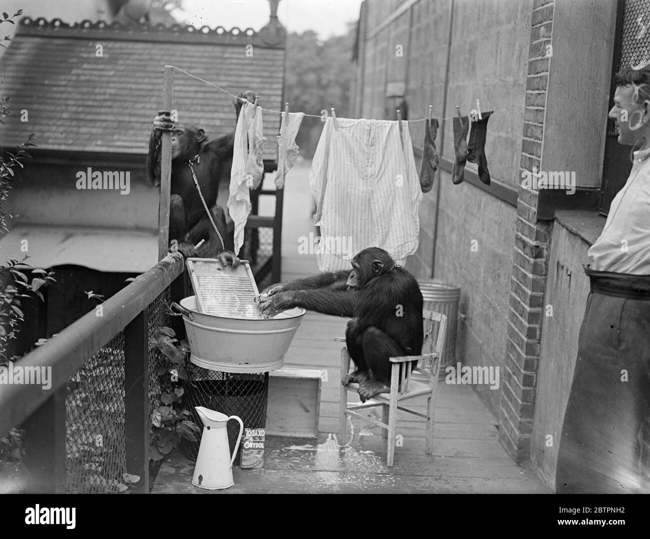 The chimps washing though!. Peter hangs out the clothes. When Peter and ...