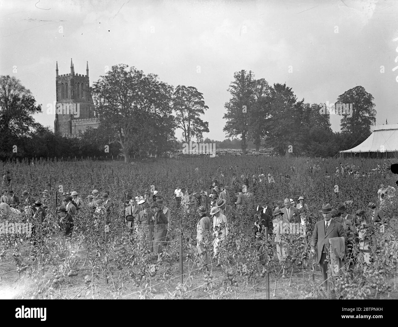 No caption [...] [People inspecting an apple tree orchard, church in ...