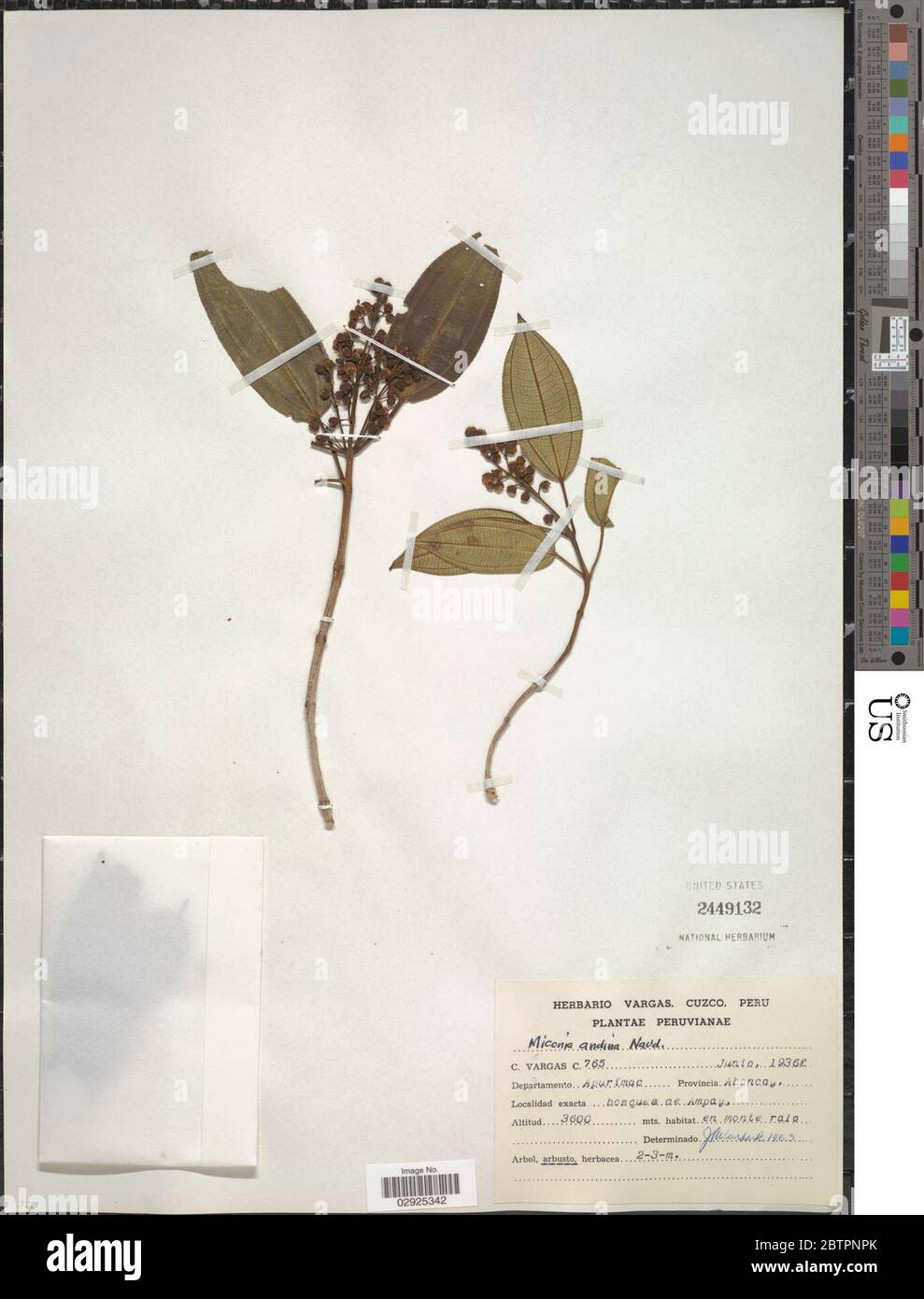 Miconia andina Naudin Naudin Stock Photo - Alamy