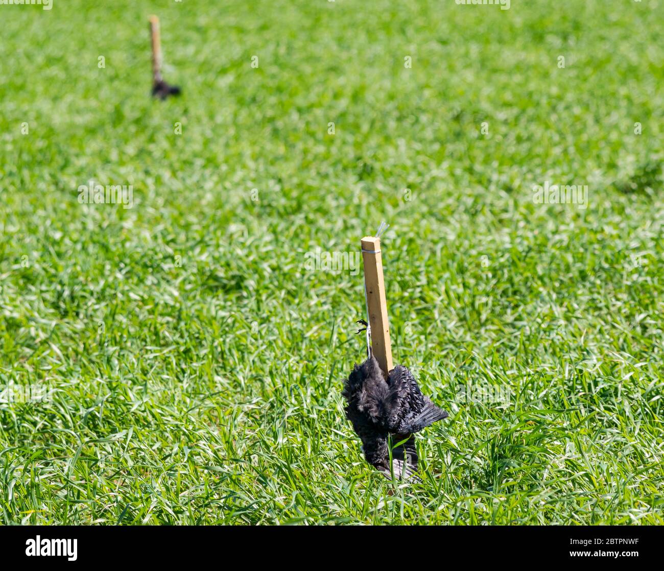 Crows crow farming crop hi-res stock photography and images - Alamy