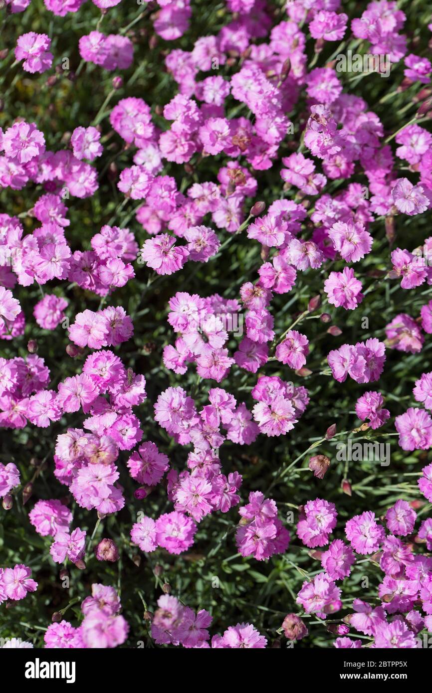 Dianthus 'Tiny Rubies' Stock Photo - Alamy