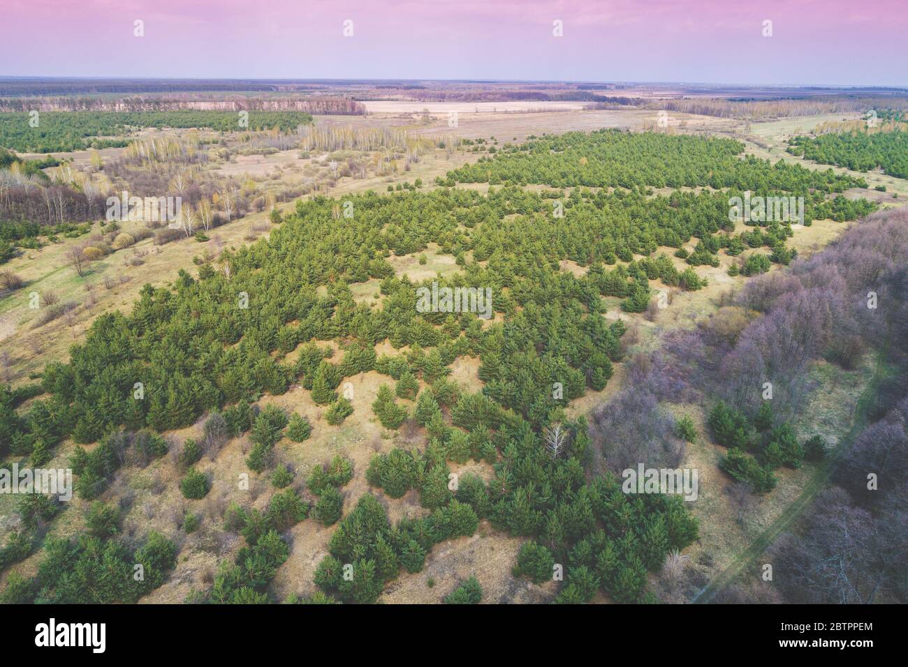 Pine forest in early hi-res stock photography and images - Alamy