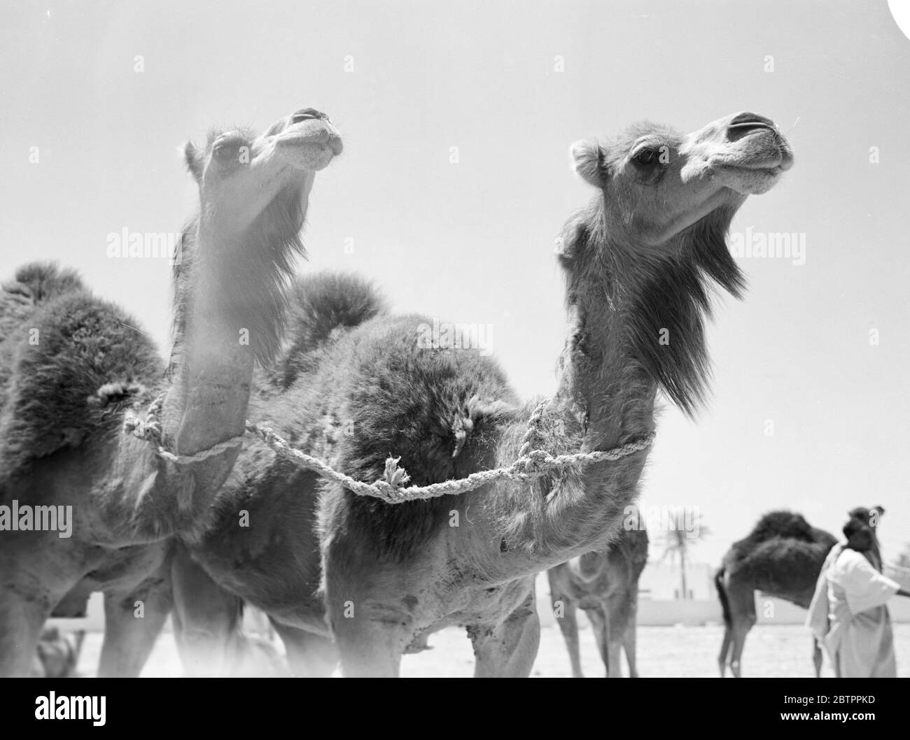 Camels history historical hi-res stock photography and images - Alamy