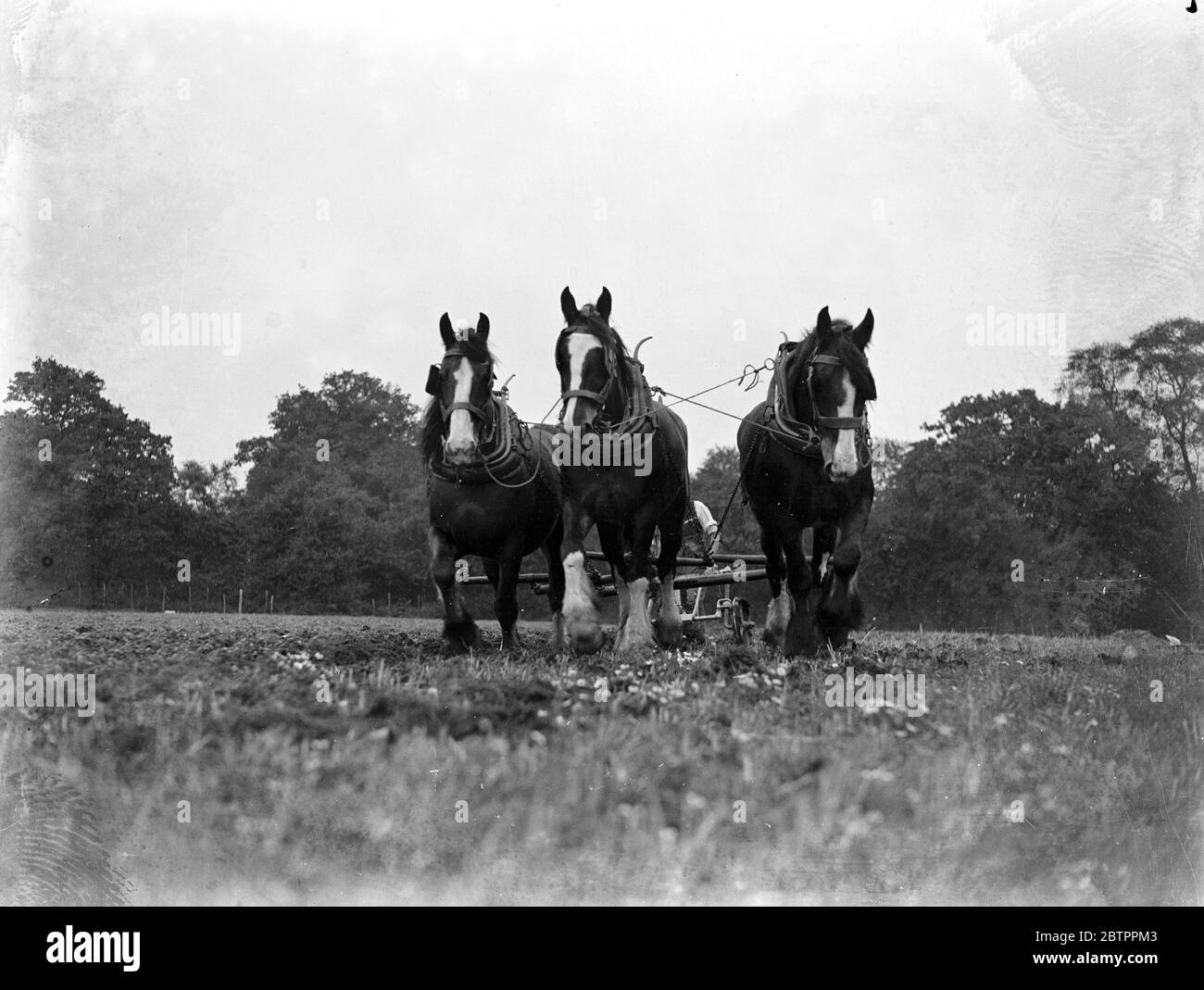 Ploughing with horses, furrowing. 1933 Stock Photo - Alamy