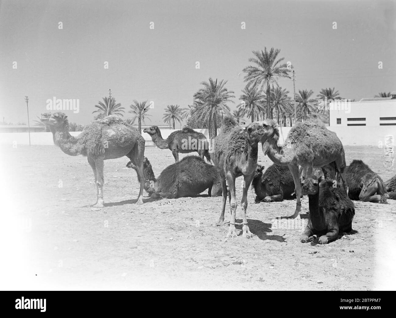1930s libyan hi-res stock photography and images - Alamy