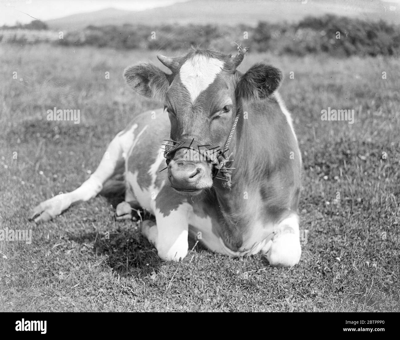 Heifer, cow, bull, calf. 1931 Stock Photo - Alamy