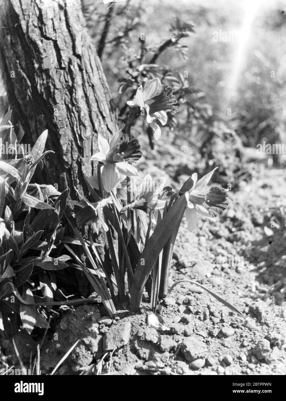 Historical daffodils hi-res stock photography and images - Alamy