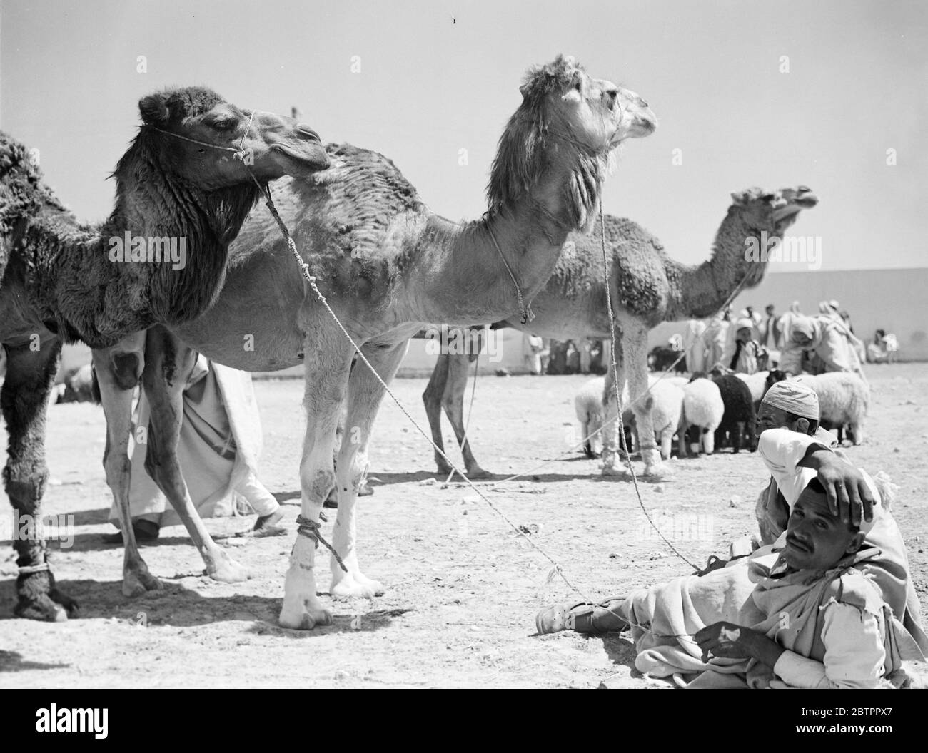 1930s libyan hi-res stock photography and images - Alamy