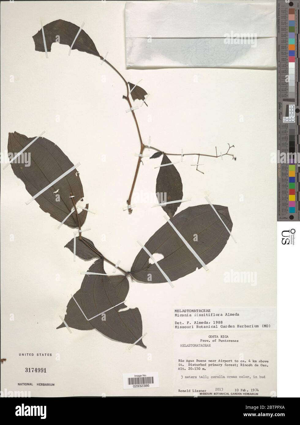 Disparilis hi-res stock photography and images - Alamy