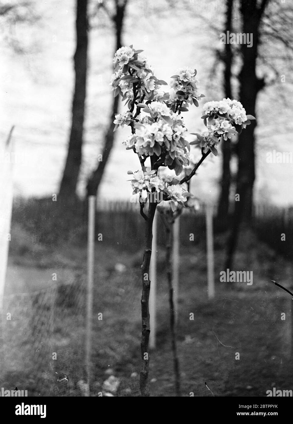 1930s black and white apple Black and White Stock Photos & Images - Alamy