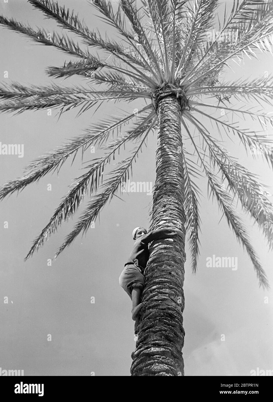 Tripoli 1930s hi-res stock photography and images - Alamy
