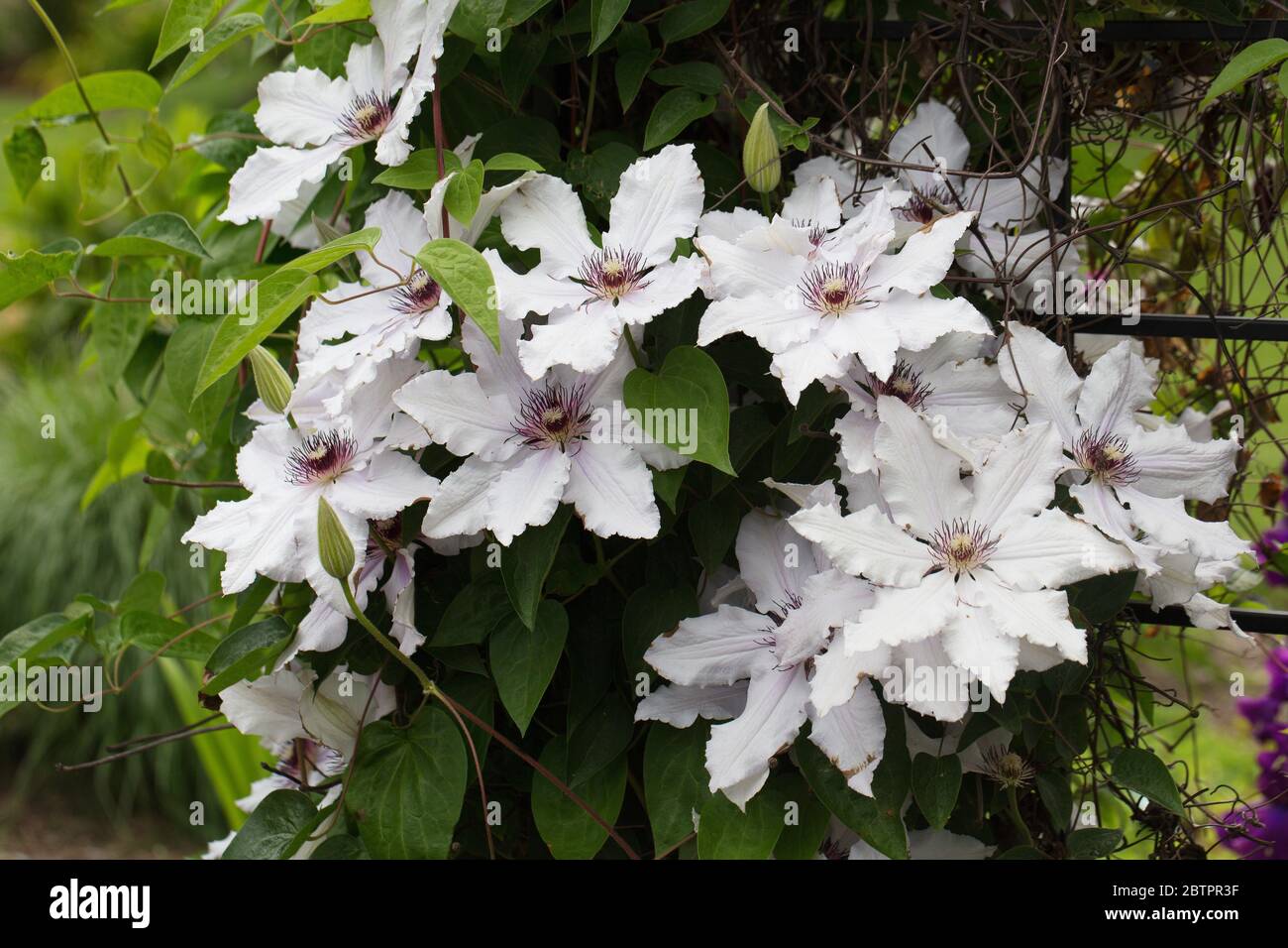 Clematis 'Snow Queen' Stock Photo - Alamy