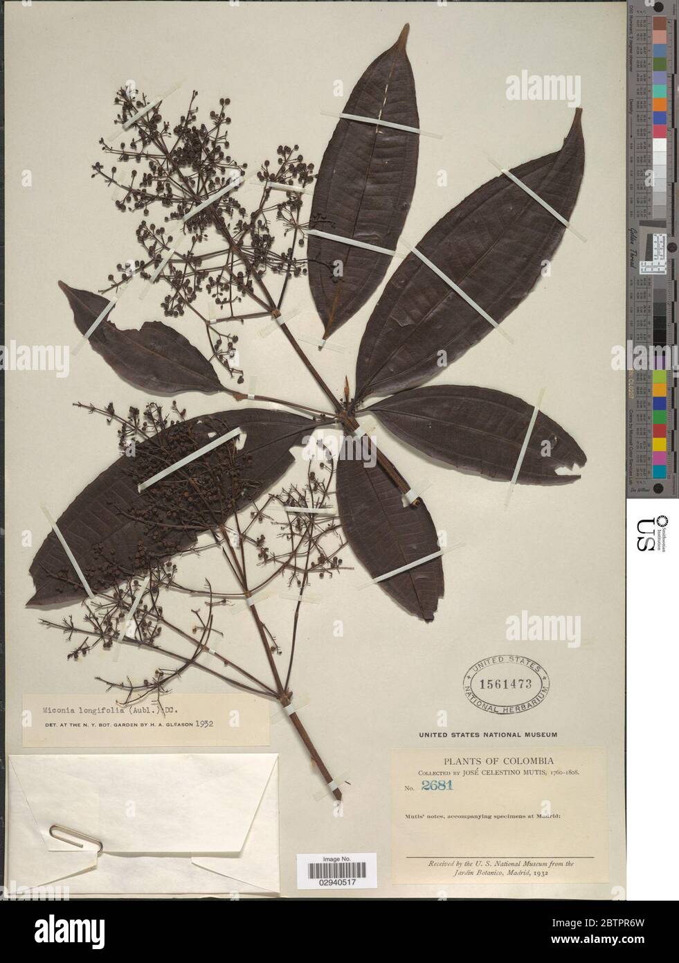 Miconia longifolia hi-res stock photography and images - Alamy