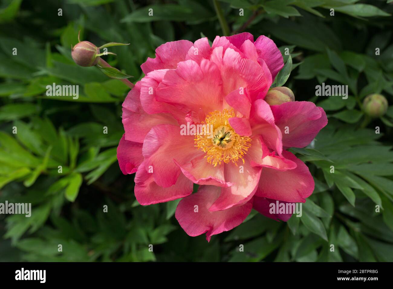 New peonies hi-res stock photography and images - Alamy