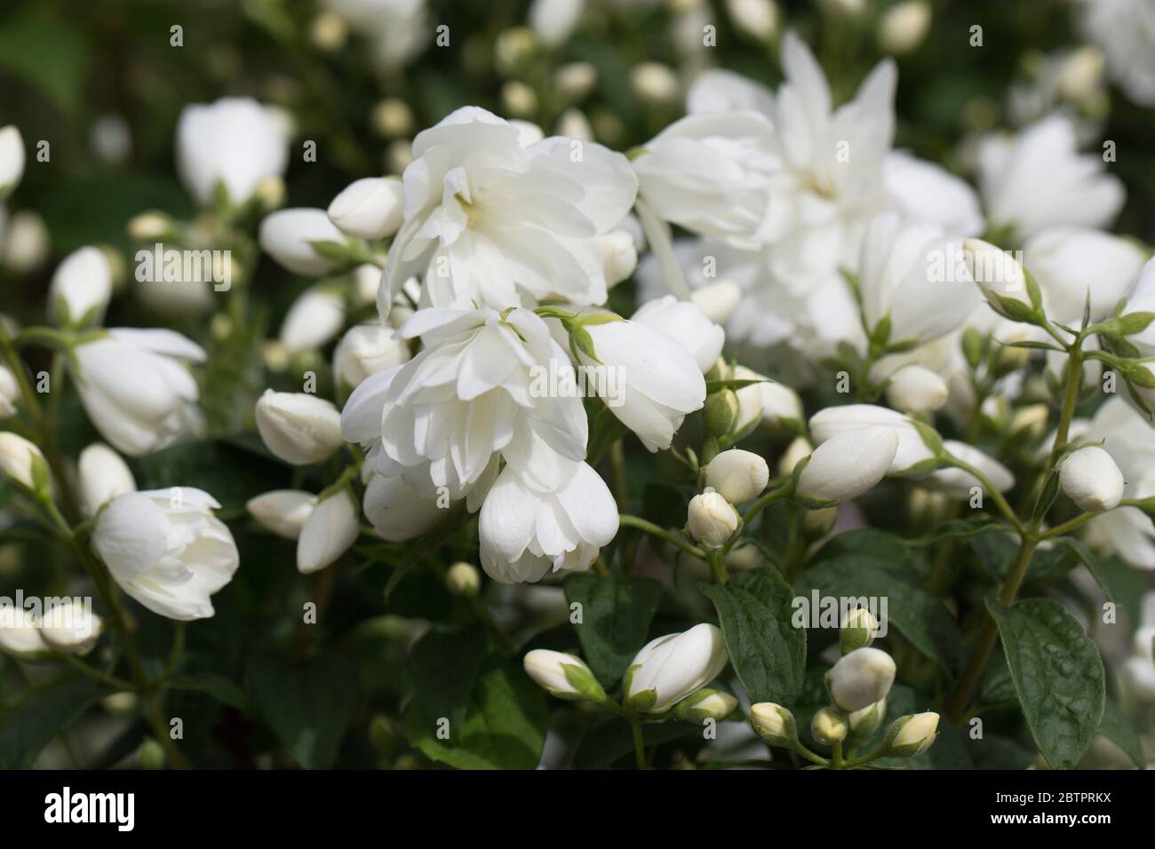 Philadelphus 'Snow Dwarf' - mock orange Stock Photo - Alamy