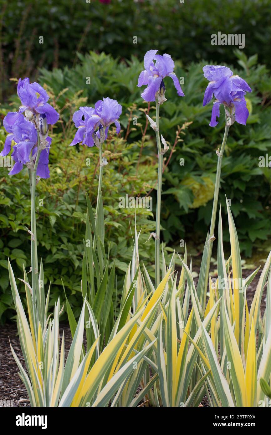 Iris pallida variegata Stock Photo - Alamy
