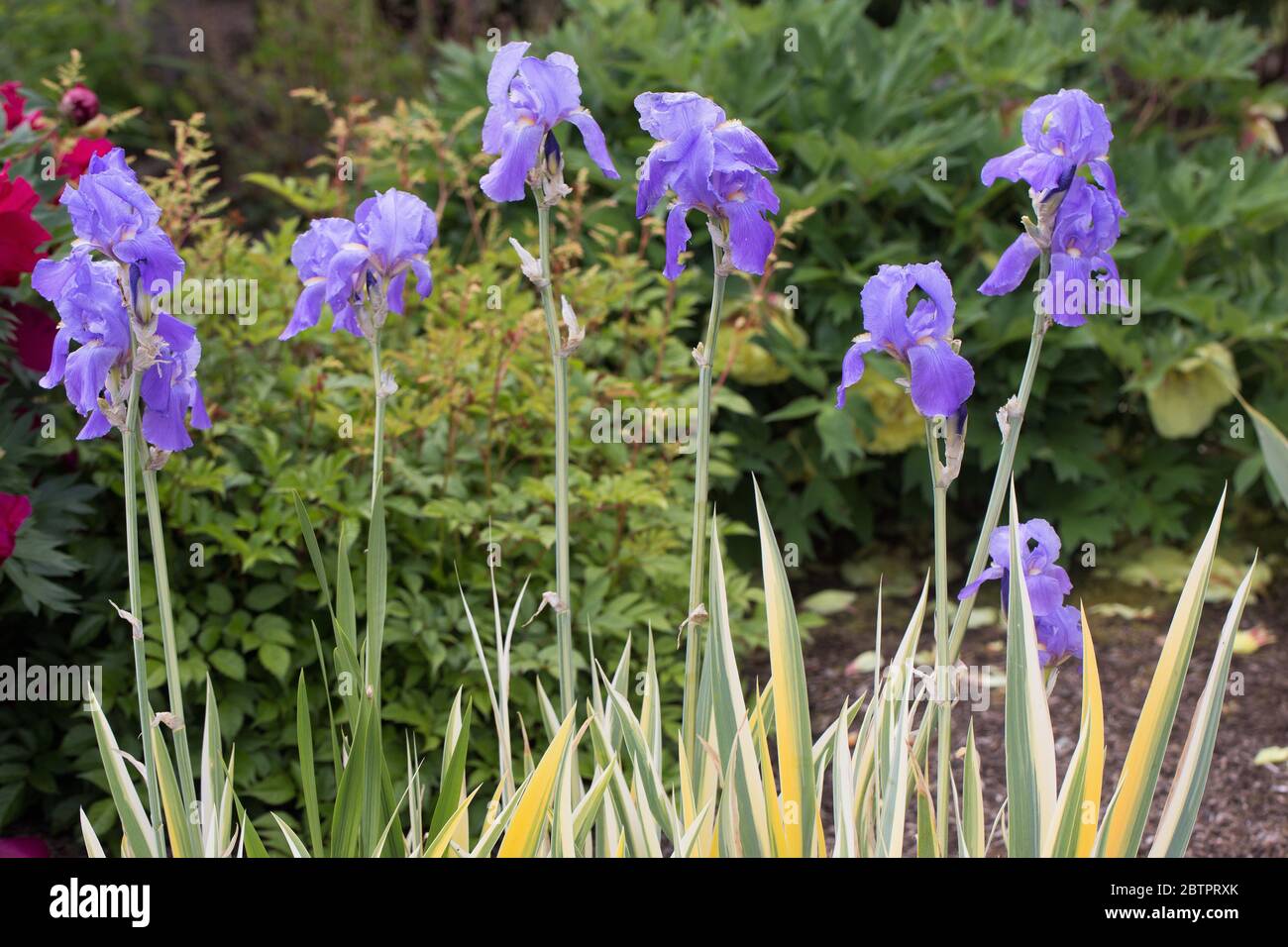 Iris pallida variegata Stock Photo - Alamy