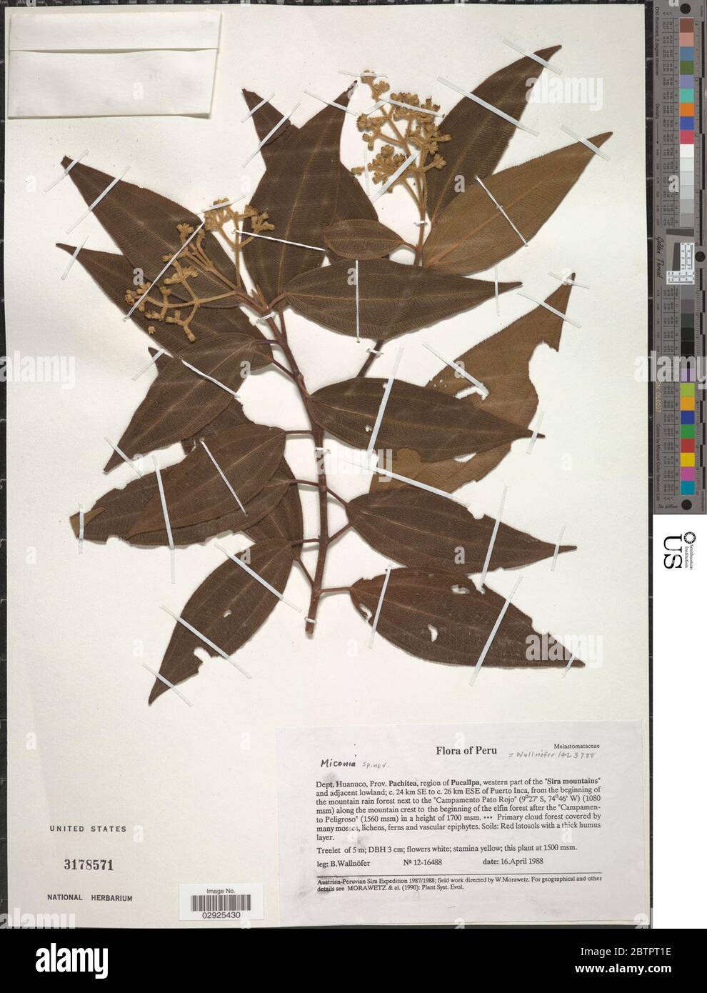 Miconia sp hi-res stock photography and images - Alamy