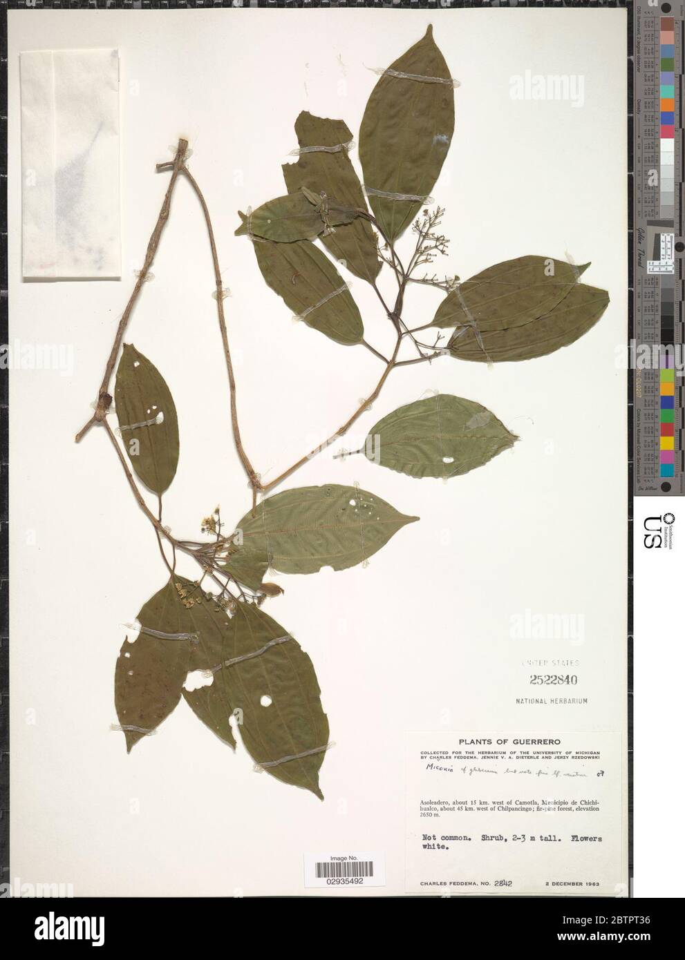 Miconia sp hi-res stock photography and images - Alamy