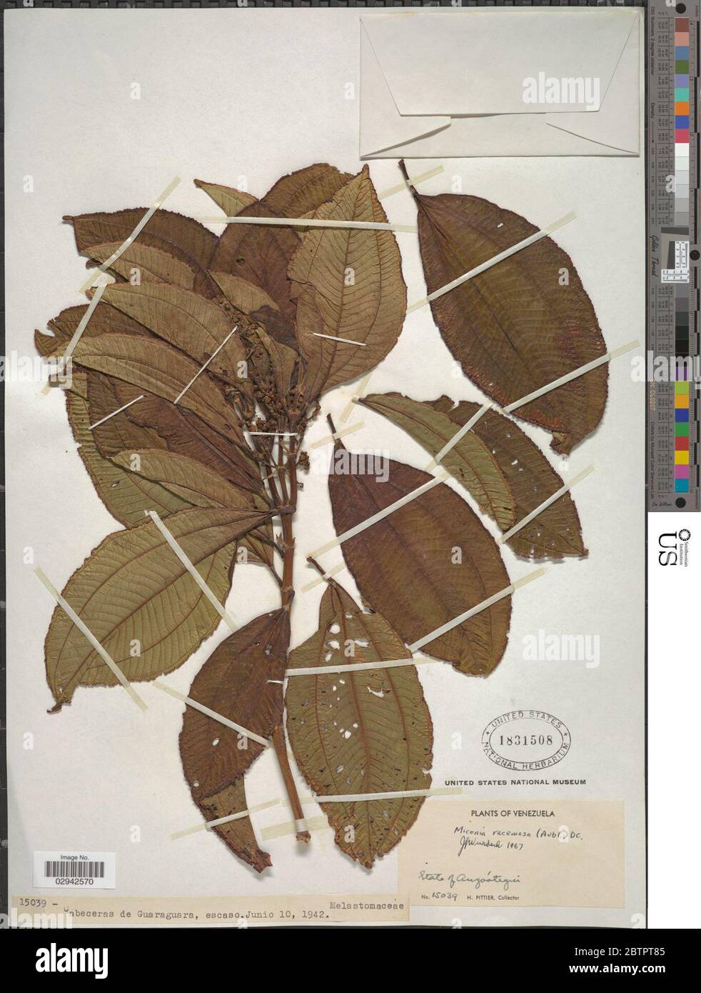 Miconia racemosa hi-res stock photography and images - Alamy