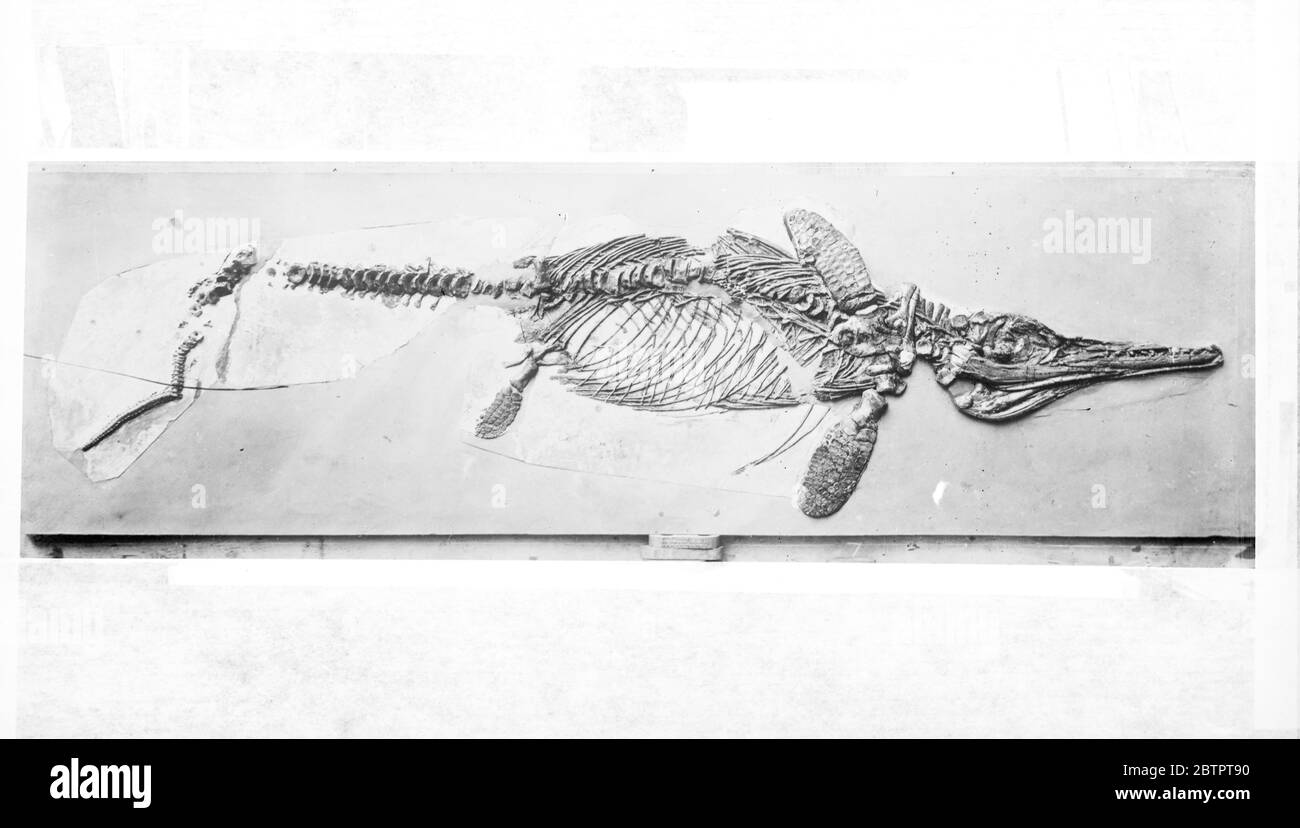 Ichthyosaurus hi-res stock photography and images - Alamy