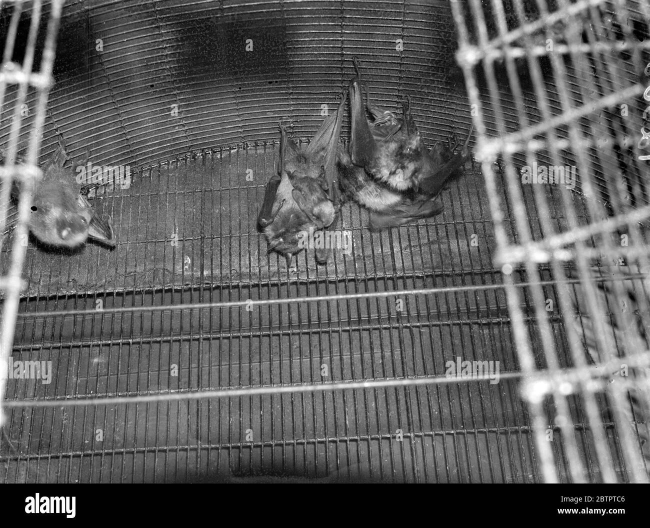 Baby Fruit Bats Being Born